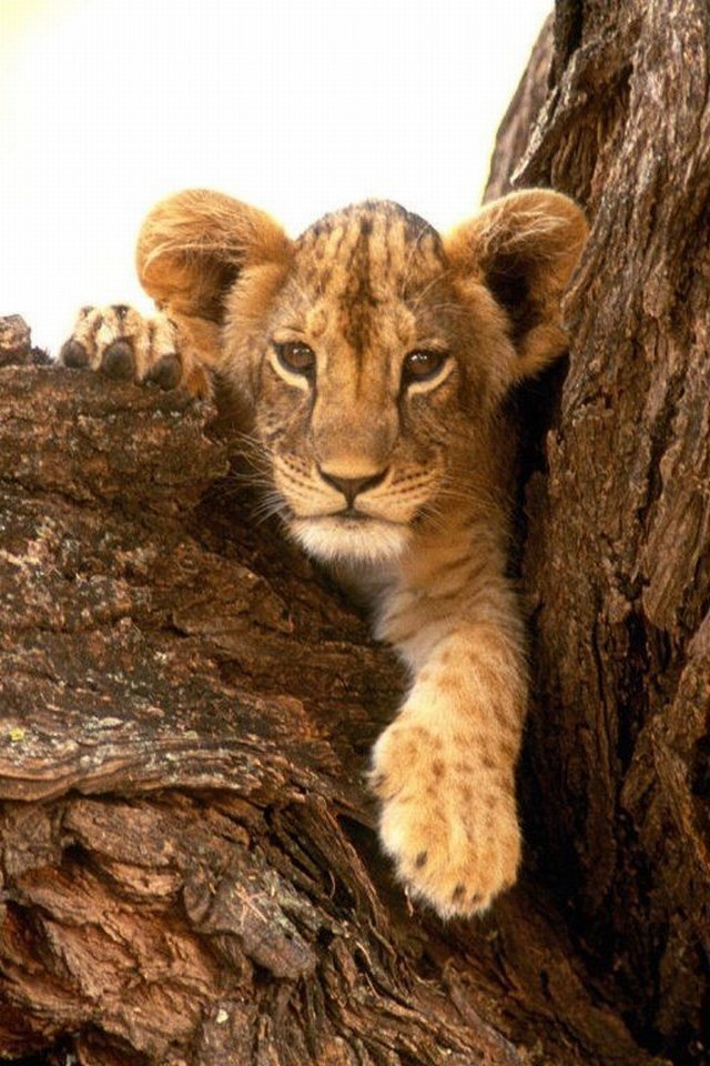 animal jam~i love it!!!: My Fav. animals and facts about them :)